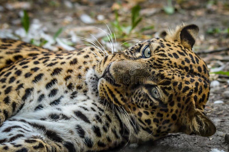 Resting Leopard om a tree stock photo. Image of five - 13556392