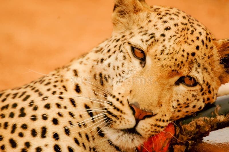 Resting Leopard om a tree stock photo. Image of five - 13556392