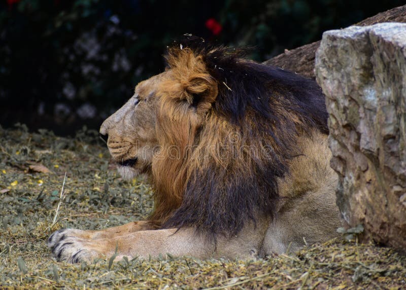 The Resting Lion in Mysore Zoo Park Stock Image - Image of animal ...