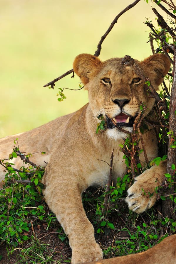 A resting lion stock image. Image of grassland, looking - 34423901