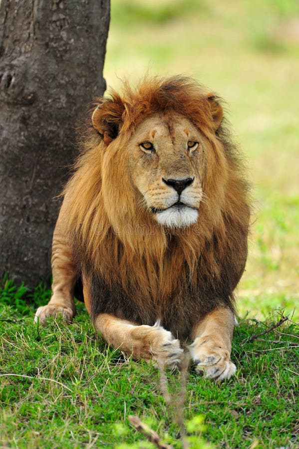 A resting lion stock photo. Image of wait, looking, lion - 34423848
