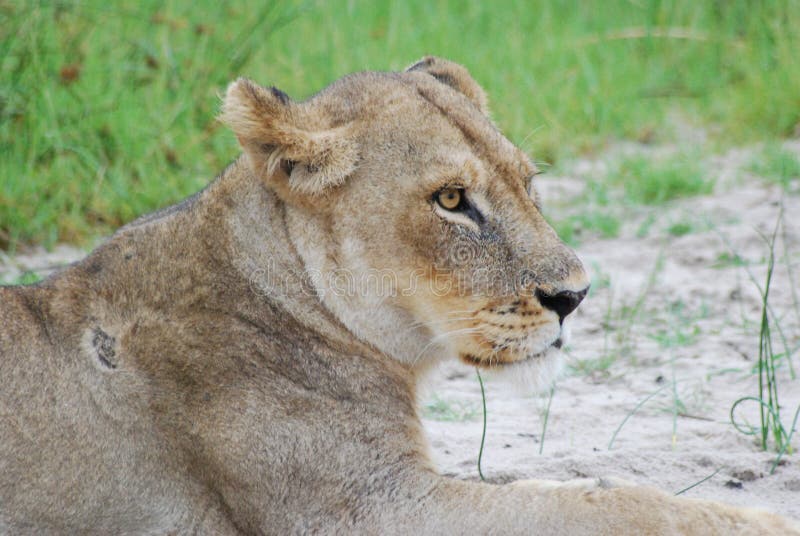 Resting lioness stock image. Image of mammals, rest, mammalia - 86749631