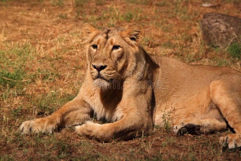 Resting lioness stock photo. Image of courage, mammals - 25994694