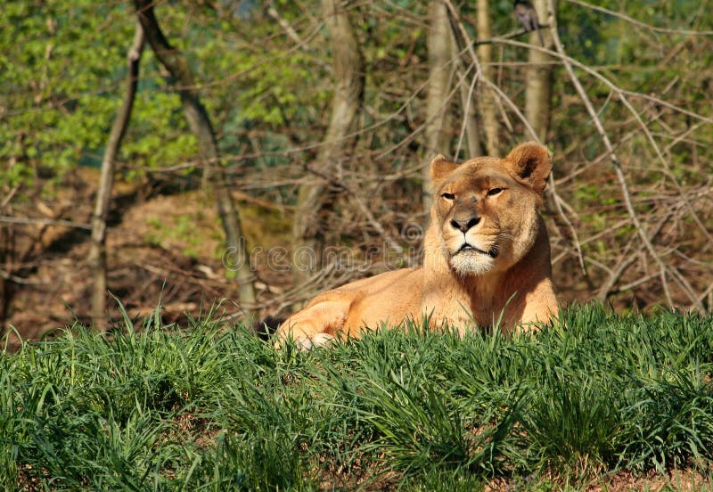 Resting lioness stock image. Image of mammals, rest, mammalia - 86749631