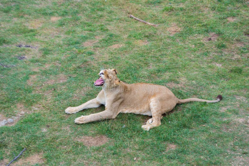 Resting lioness stock photo. Image of feline, male, closeup - 128770626