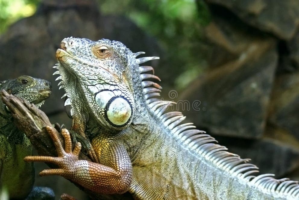 Resting Lizard stock photo. Image of lizard, resting, green - 460784