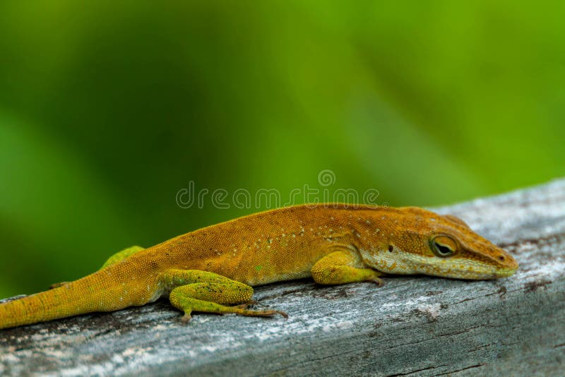 Resting Lizard on Rail stock photo. Image of chickasaw - 134400660