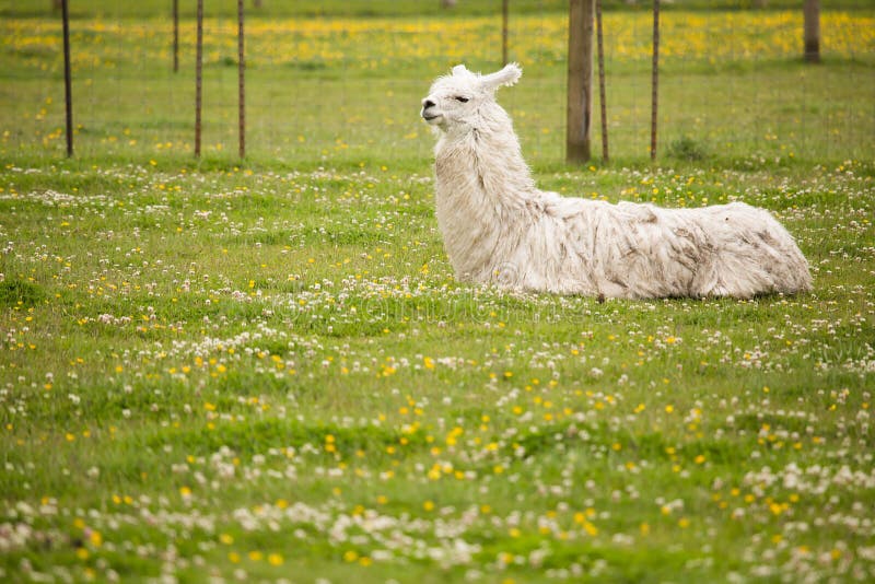 Resting llama stock photo. Image of llama, grass, farm - 43177188