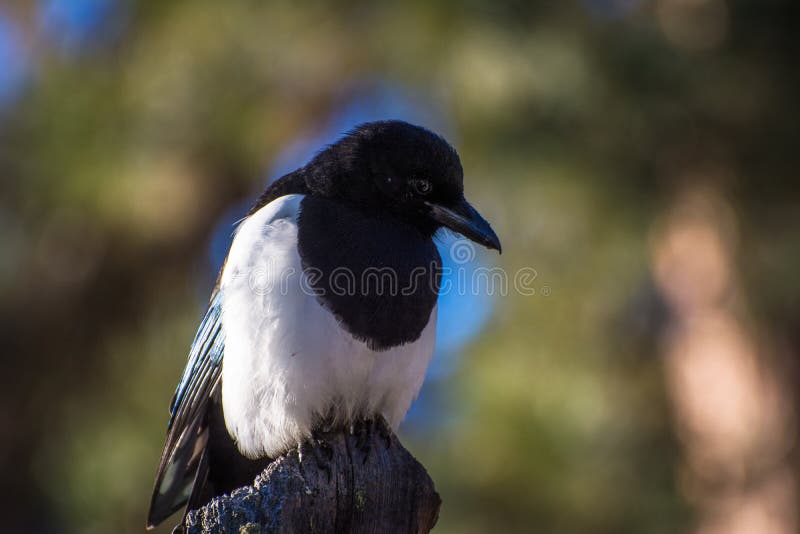 Resting Magpie stock photo. Image of sharp, nature, epic - 36641806