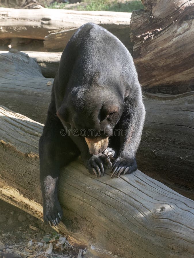 Malayan Sun Bear, Helarctos Malayanus, Has Enormous Claws on Its Front ...