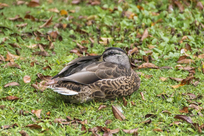 Mallard Curls Stock Photos - Free & Royalty-Free Stock Photos from ...