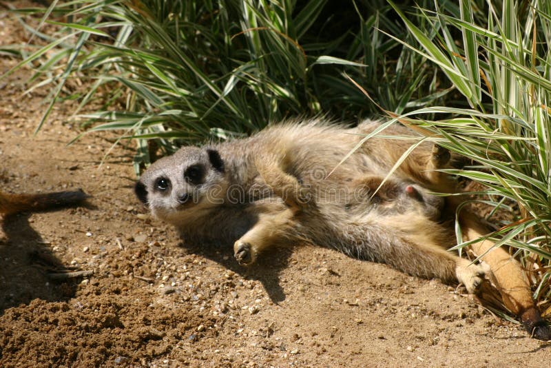 Resting meerkat stock image. Image of head, sand, herpestidae - 57620003