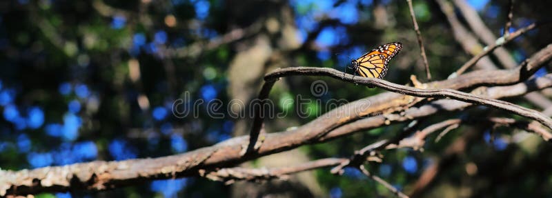 Resting Monarch stock photo. Image of banner, branch - 102069912