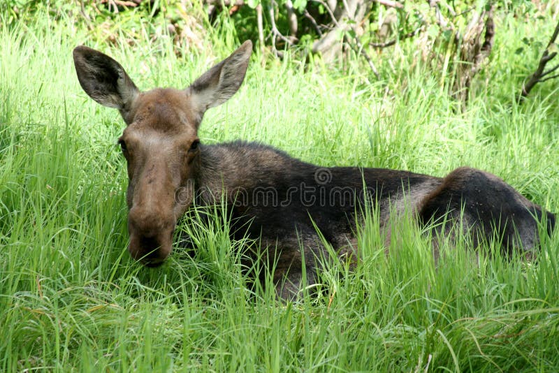 Resting moose stock photo. Image of forest, rest, aspen - 2605380