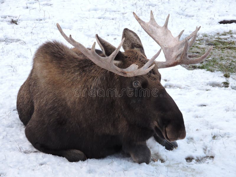 Resting moose in alaska stock image. Image of resting - 85878431