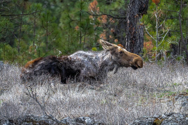 Resting Moose Alces alces stock image. Image of fauna - 244278717