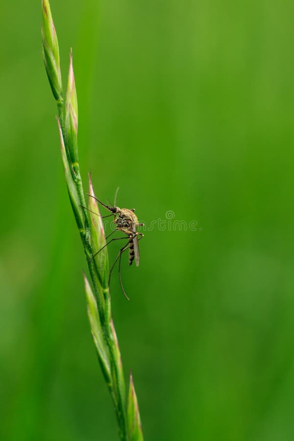 Resting mosquito stock photo. Image of moss, hideout - 80908546