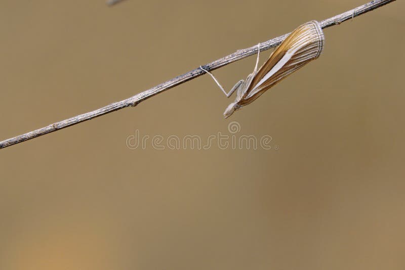 Resting moth stock photo. Image of rest, life, moth - 238016370