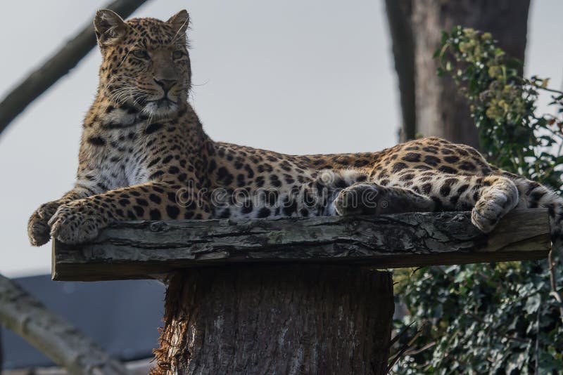 A Resting North Chinese Leopard Stock Image - Image of predator ...