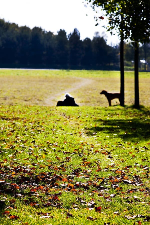Resting outdoor stock photo. Image of nature, green, animal - 12759248