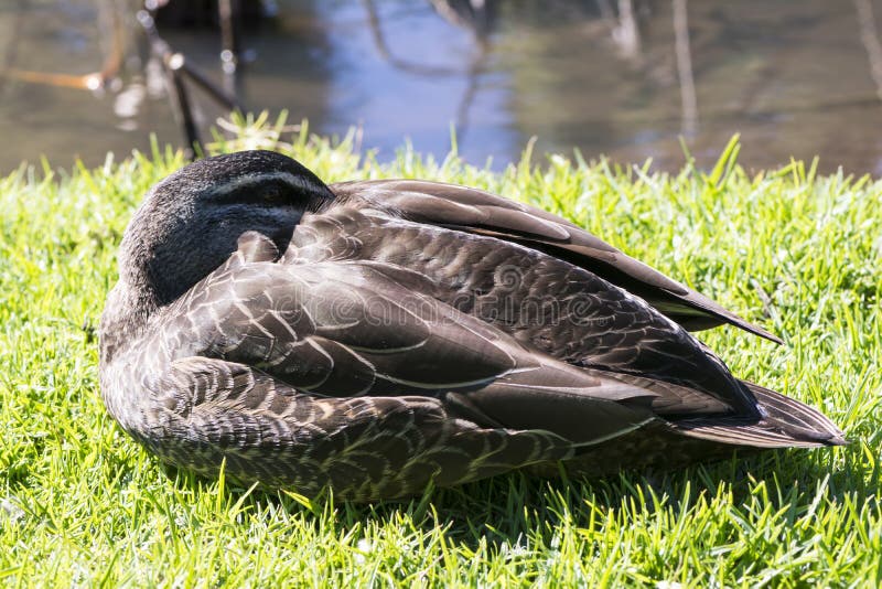 A Resting Pacific Black Duck Stock Photo - Image of adelaide, duck ...