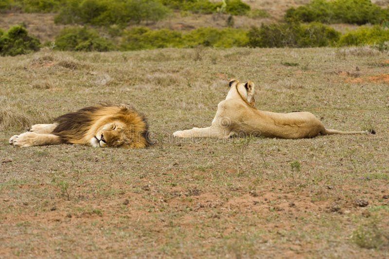 Sleepy Lioness in Evening Sun in Serengeti of Tanzania. Relaxed Lion ...