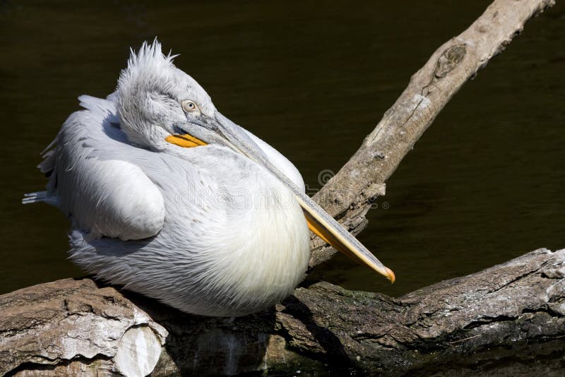 A Large Pelican Rests Peacefully on a Thick Tree Branch Above Water ...
