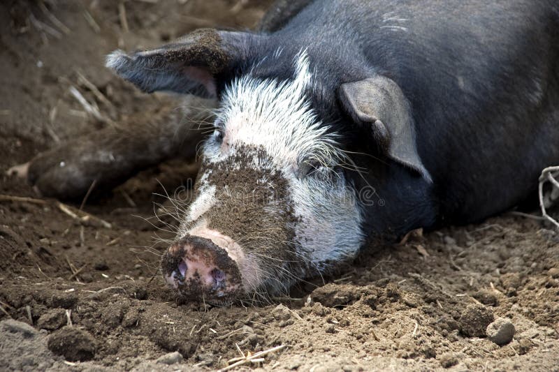 Resting pig stock photo. Image of farm, pork, dirt, face - 21456638