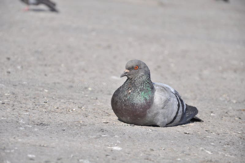 Resting pigeon stock image. Image of alone, bird, dove - 20982213