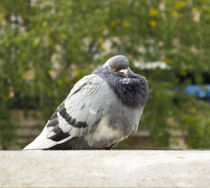 Resting stock photo. Image of black, white, beautiful - 67255060