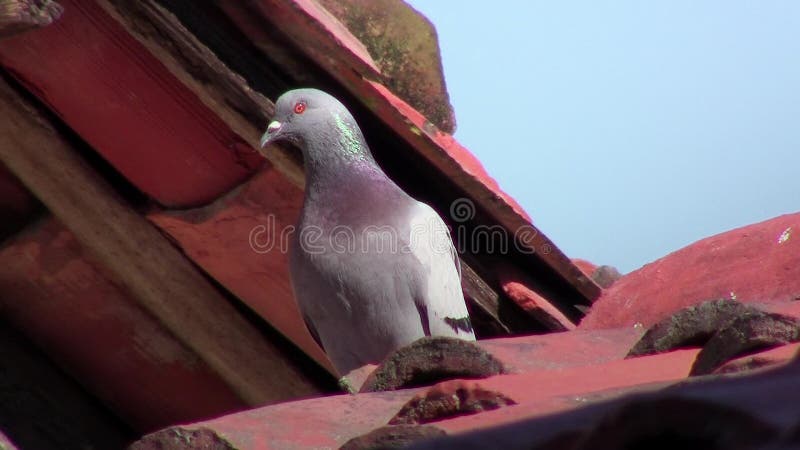 Resting pigeon portrait stock video. Video of rest, look - 45137245