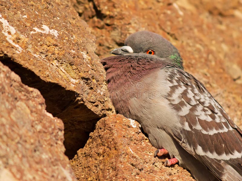 Resting pigeon stock image. Image of outdoors, elegant - 31312767