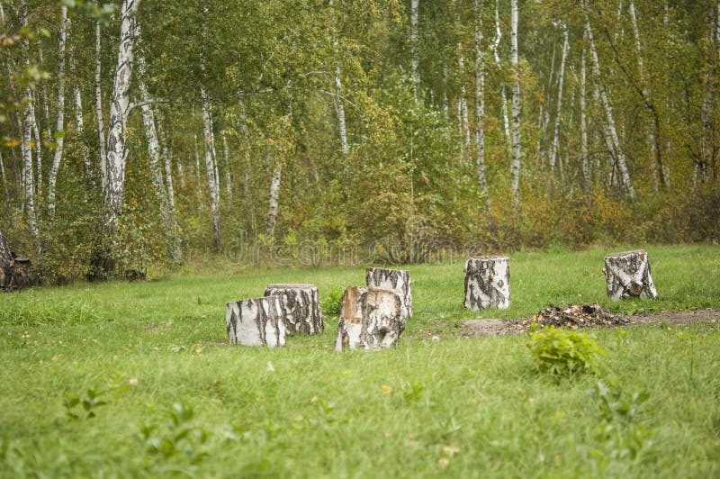 Stumps of Birch Trees on Forest Background Stock Image - Image of ...