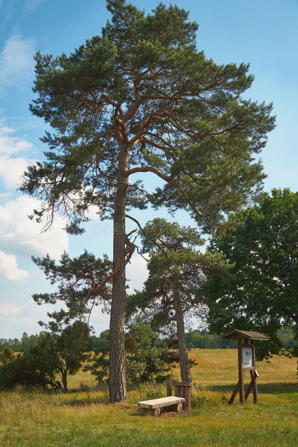 Resting Place in Front of a High Pine Tree at the Edge of the Heath ...