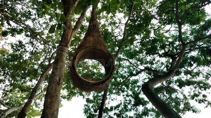Rattan Tree in the Jungle. Rattan Were Also Historically Known As ...