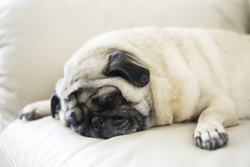 Cute sleeping pug dog stock image. Image of sleeping, lying - 5013217