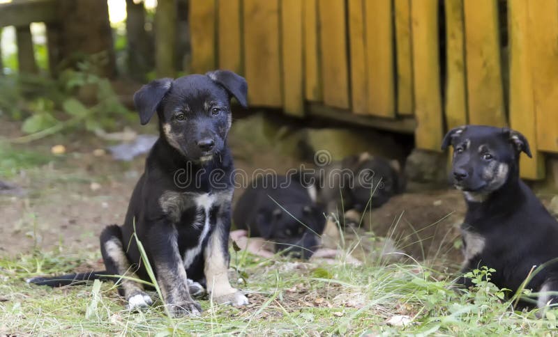 Resting puppies stock image. Image of lovely, resting - 76622415