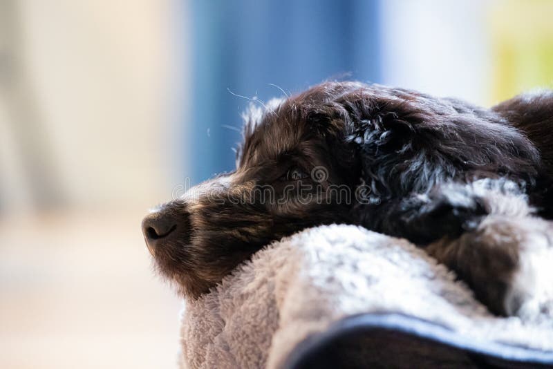 Resting puppy dog stock photo. Image of blue, chasing - 42237774