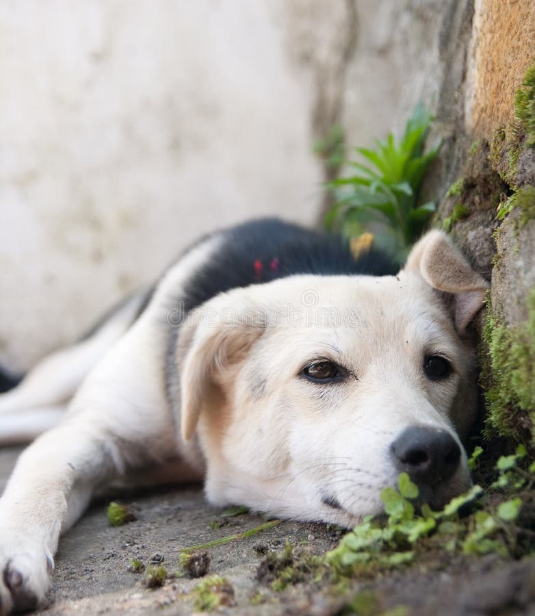 Resting puppy stock image. Image of lazy, puppy, white - 64295475