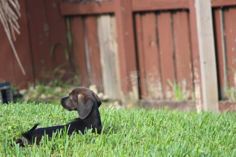 Resting puppy dog stock photo. Image of blue, chasing - 42237774