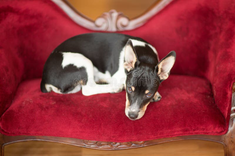 Resting puppy dog stock photo. Image of blue, chasing - 42237774