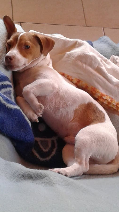 Resting puppy dog stock photo. Image of blue, chasing - 42237774