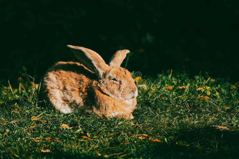 A Resting Rabbit in the Sun Stock Photo - Image of belgian, giant ...