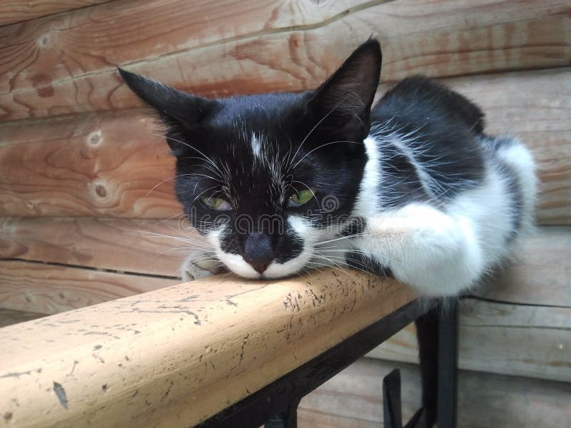Resting on the Railing of the Cat Stock Image - Image of bumblebee ...