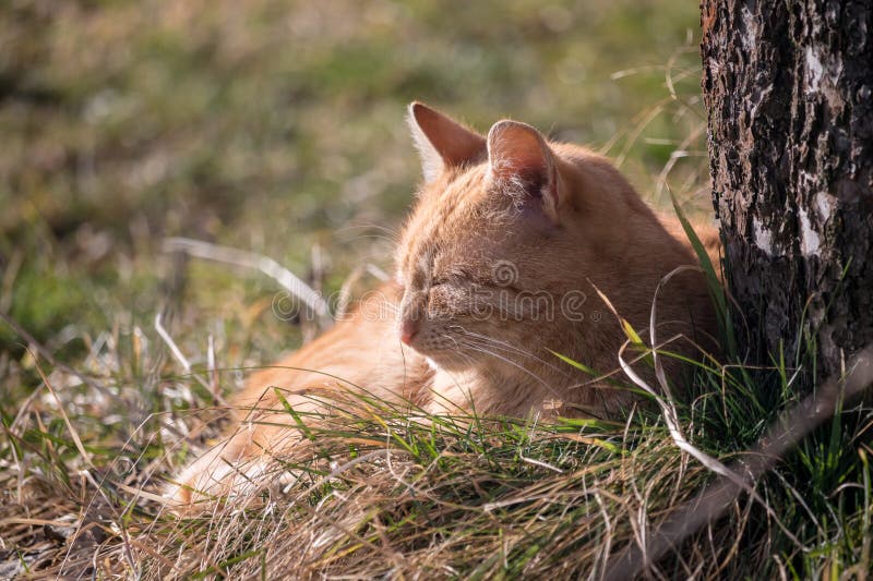 Resting Red Cat Lies in Grass Near Tree Stock Image - Image of meadow ...