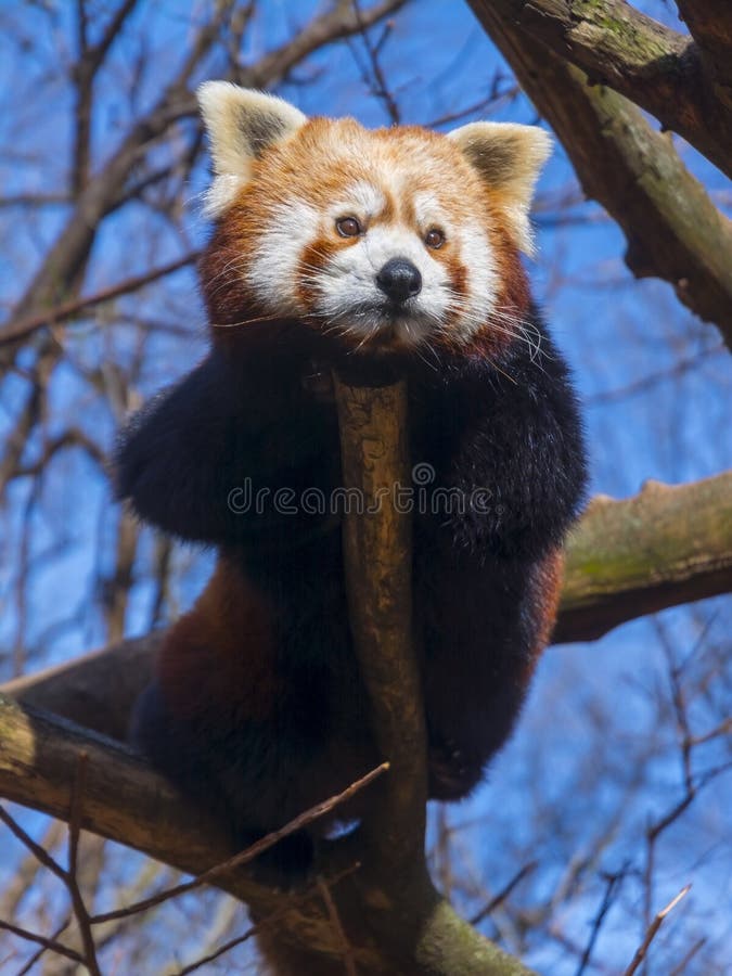 Resting Red Panda stock image. Image of lesser, branch - 89317913