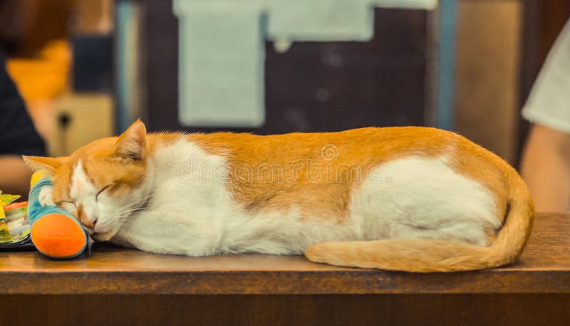 Resting Red Sleeping Cat on the Table. Stock Image - Image of purebred ...