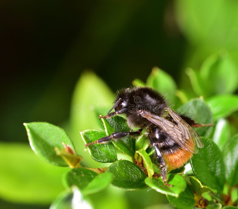 Resting Red Tailed Bee stock photo. Image of bloom, stamen - 119913348