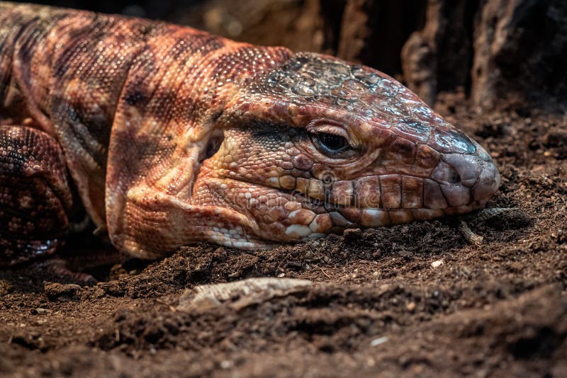 Resting Red Tegu, Salvator Rufescens Stock Photo - Image of tail ...