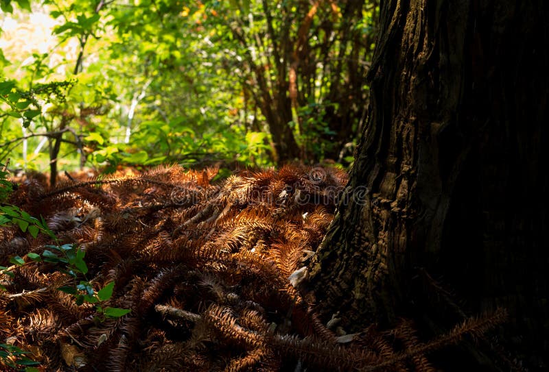 Resting Redwood Needles stock photo. Image of needles - 45696168